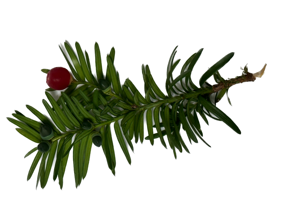 Identifying Trees | Bevan Tree Walk Identifying Trees - Bevan Tree Walk