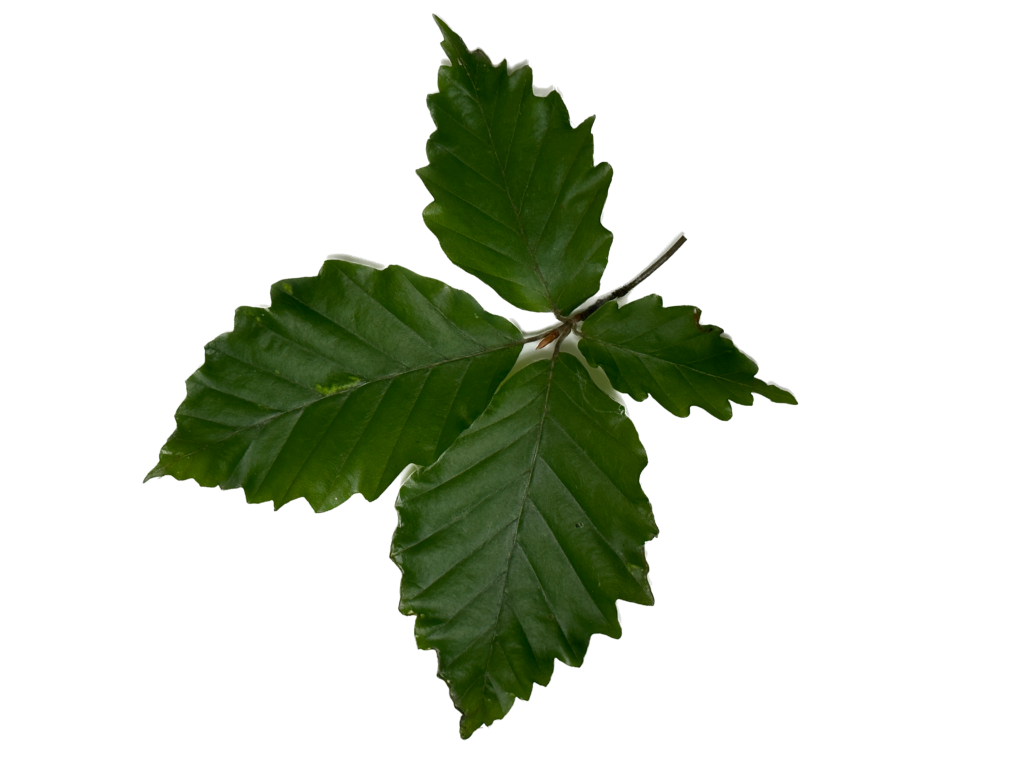 Identifying Trees | Bevan Tree Walk Identifying Trees - Bevan Tree Walk