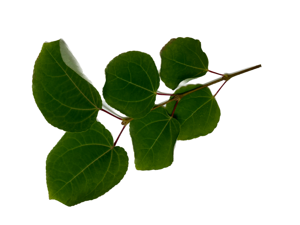 Identifying Trees | Bevan Tree Walk Identifying Trees - Bevan Tree Walk