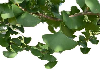 Identifying Trees | Bevan Tree Walk Identifying Trees - Bevan Tree Walk